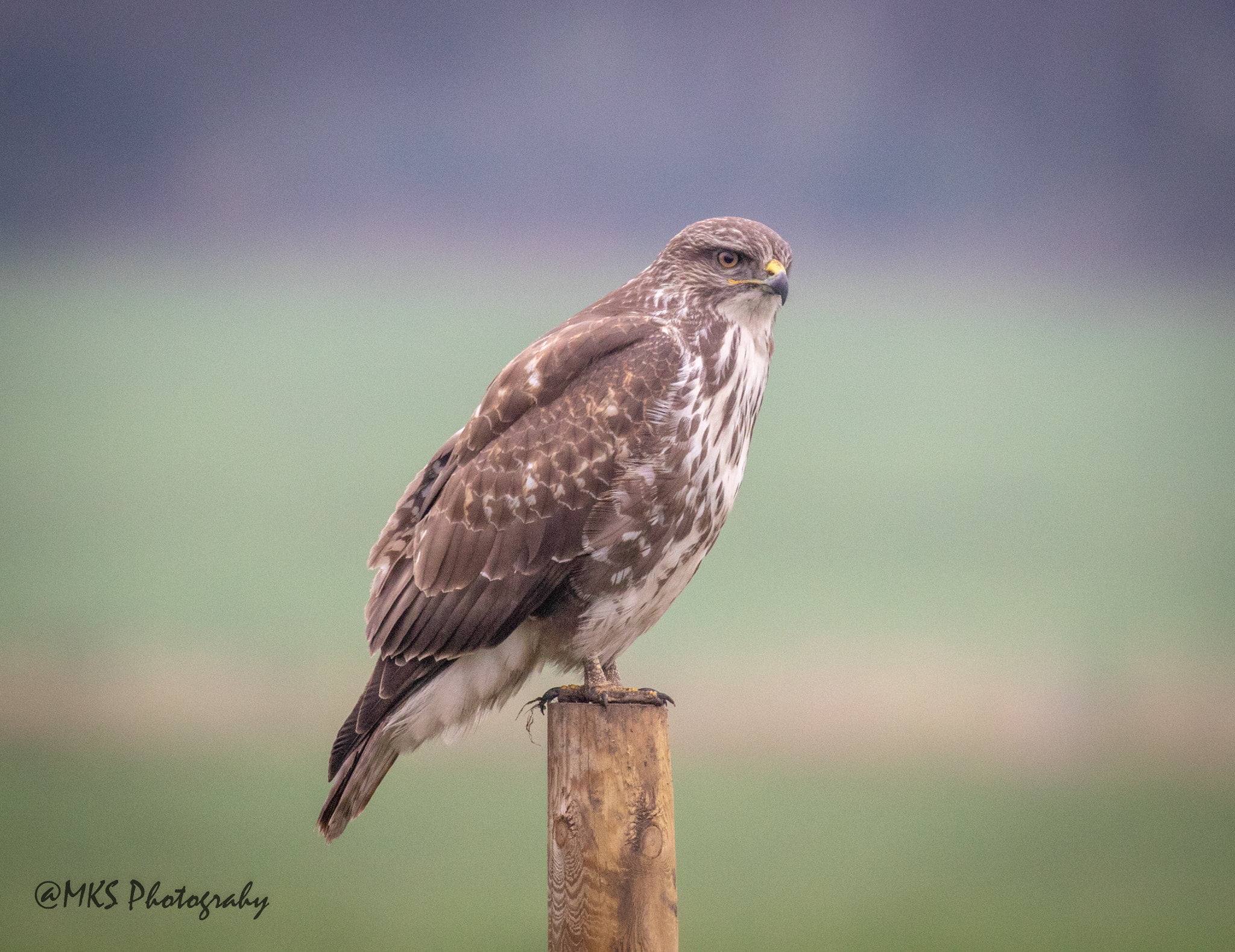 Buzzard